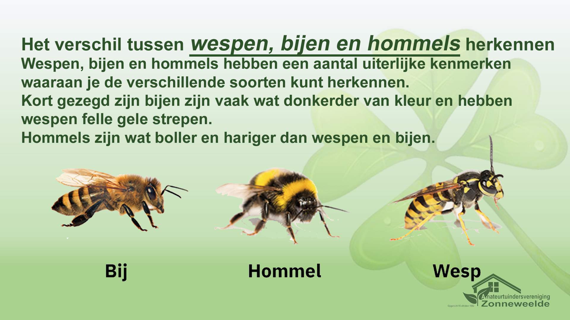 Wespen-bijen en hommels - ZONNEWEELDE